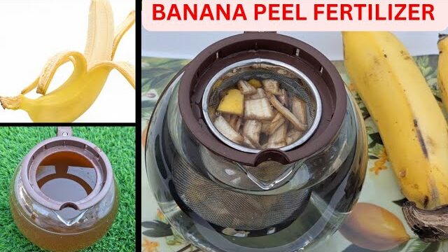 Banana Peel Fertilizer for any plant | Free and Easy Fertilizer.